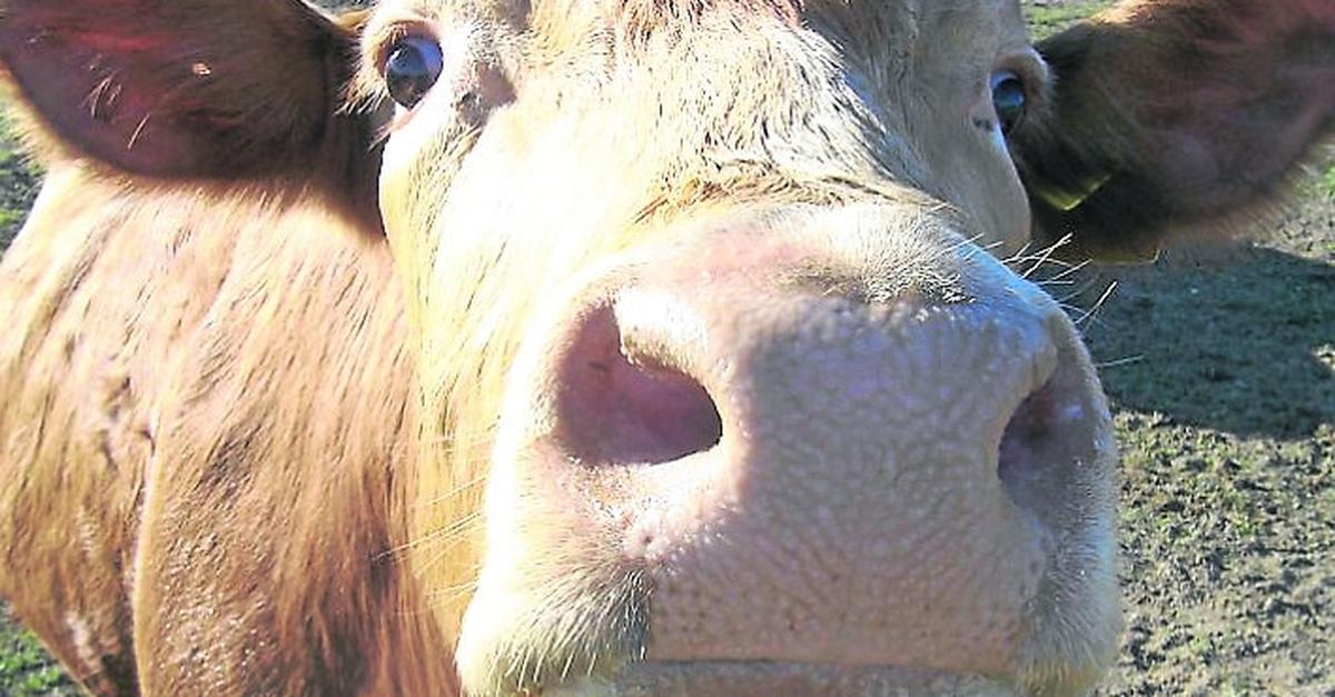 Flexitarier - genussvoll und gesund essen!